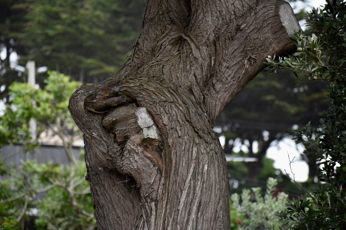 Knotty Trees – Cara from Montara