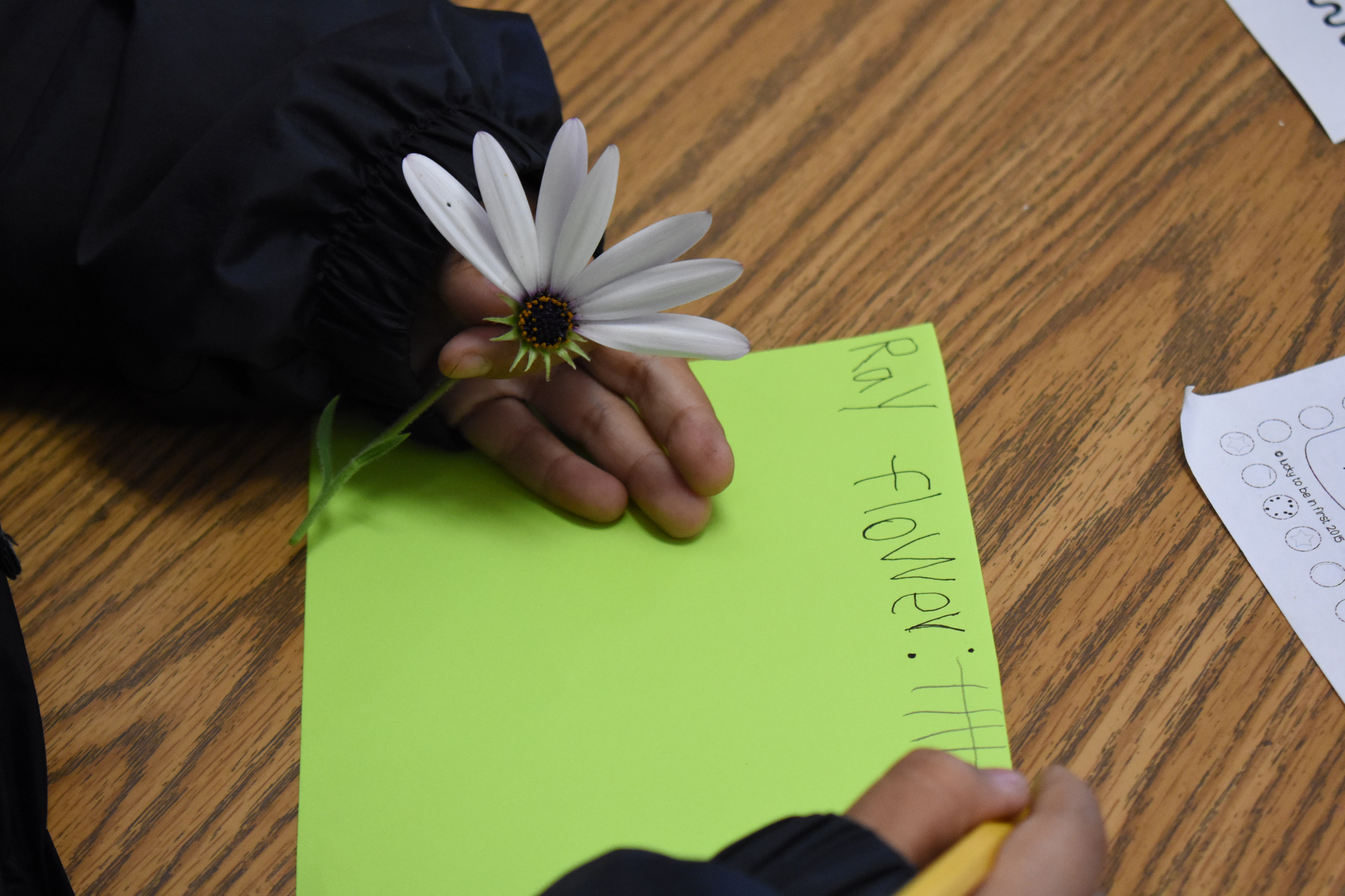 Osteospermum in the classroom!?! (A.K.A. African Daisies) – Cara from ...